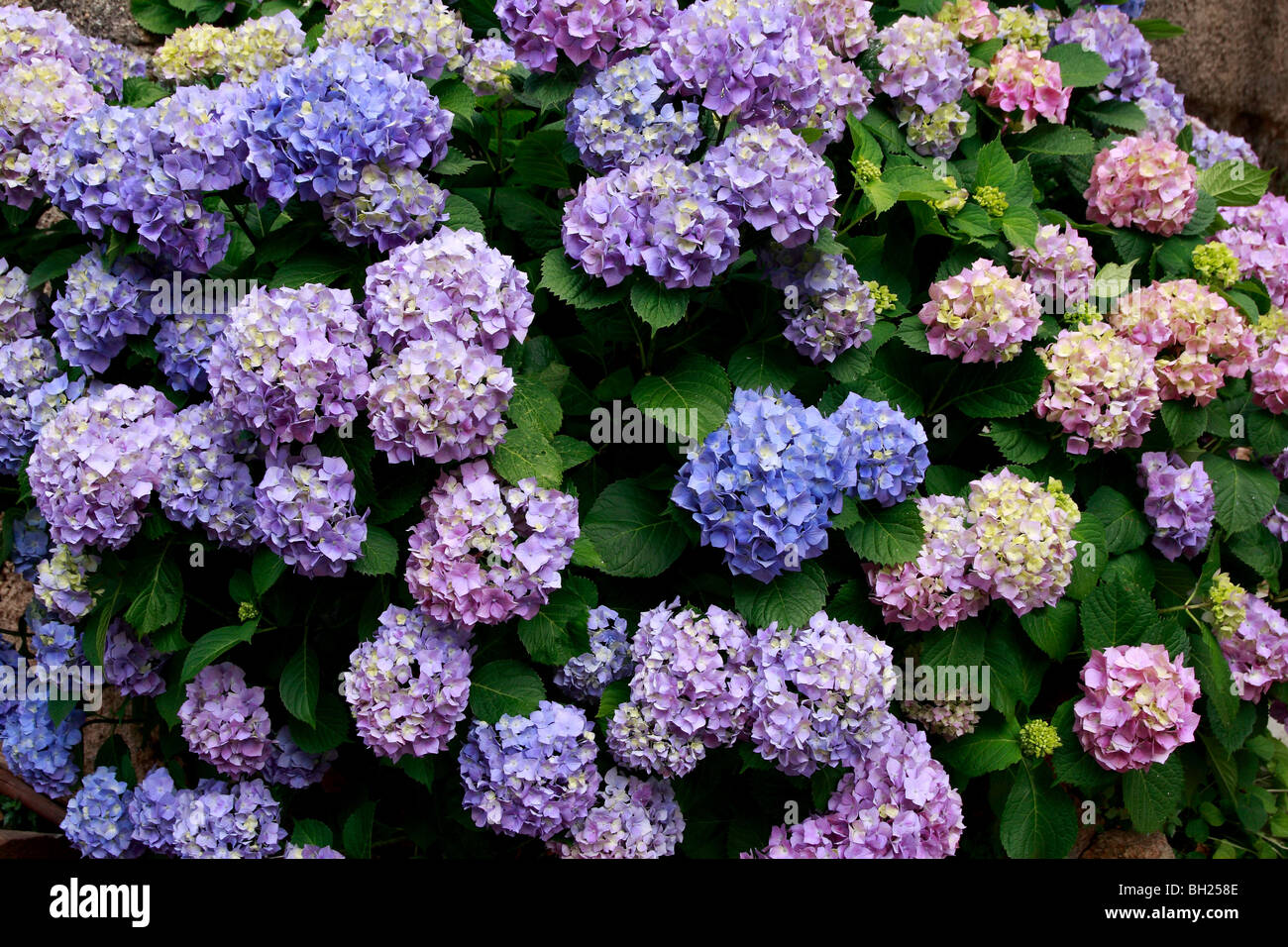 Hydrangea bush hi-res stock photography and images - Alamy