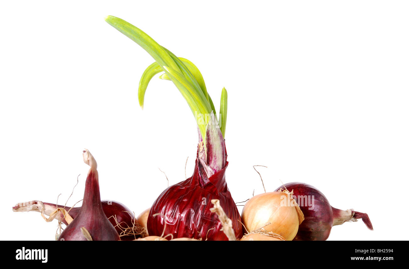 Sprouting crops hi-res stock photography and images - Alamy