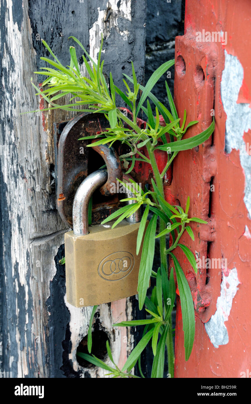 Padlock on old wooden industrial door with vegetation growing round it ...