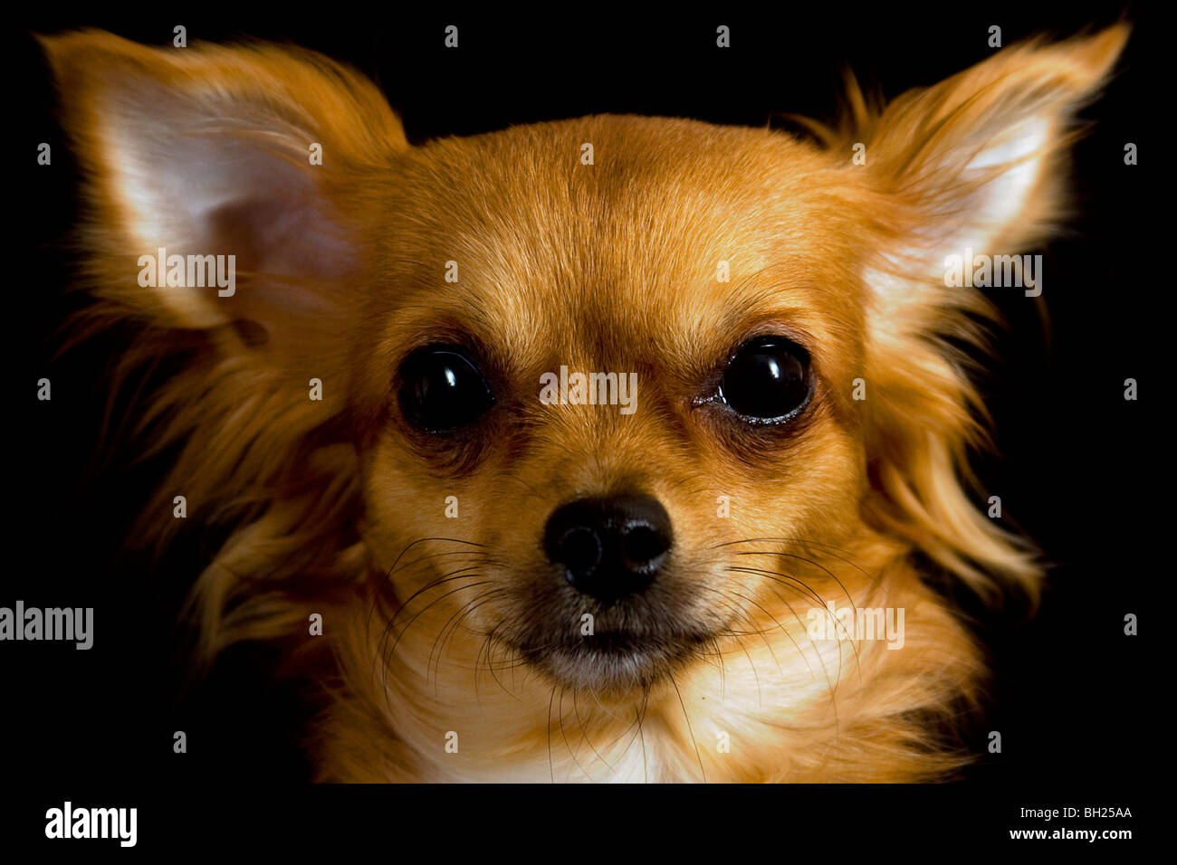 Rude Dog High Resolution Stock Photography and Images - Alamy