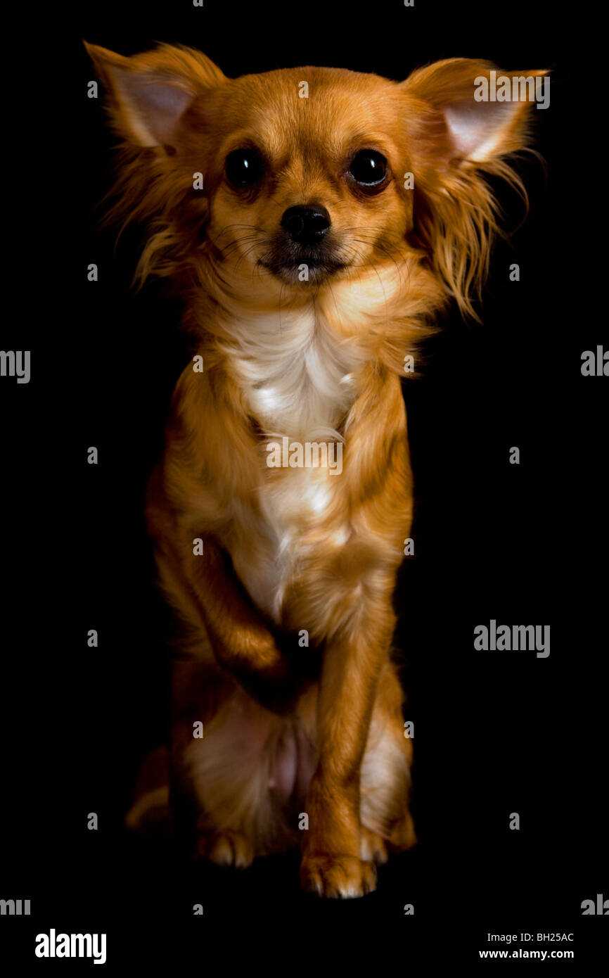 Female chihuahua hi-res stock photography and images - Alamy