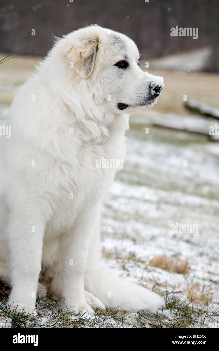 Great pyrenees sitting in the snow guarding the property Stock Photo ...