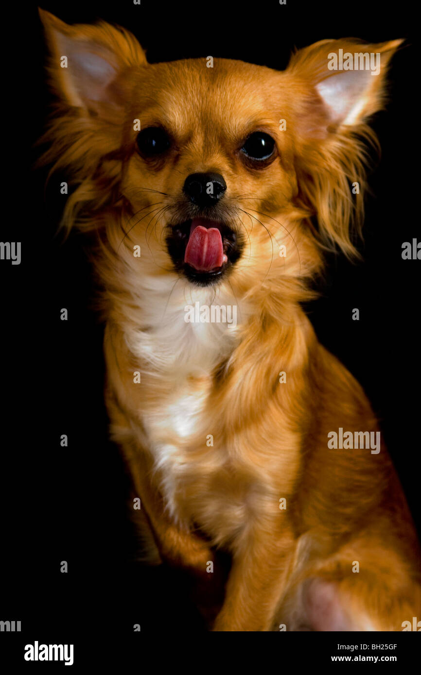 Female chihuahua hi-res stock photography and images - Alamy