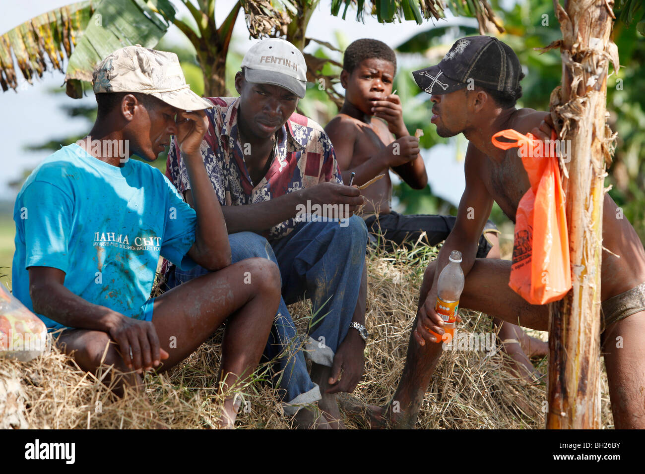 Immigrant Haitian workers take a break from planting rice in a paddy ...
