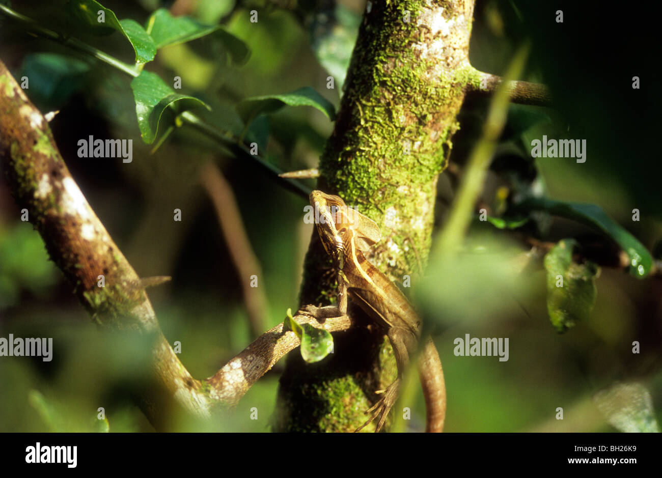 Jesus Christ or basilisk lizard sitting in tree branch Stock Photo - Alamy