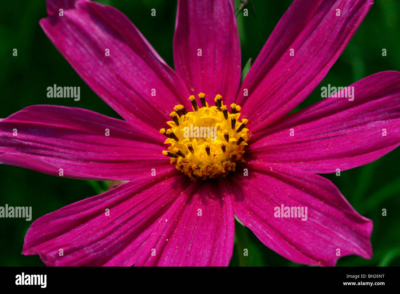 COSMOS, EDIBLE FLOWERS, TREMBLAY-LES-VILLAGES, EURE-ET-LOIR (28 ...