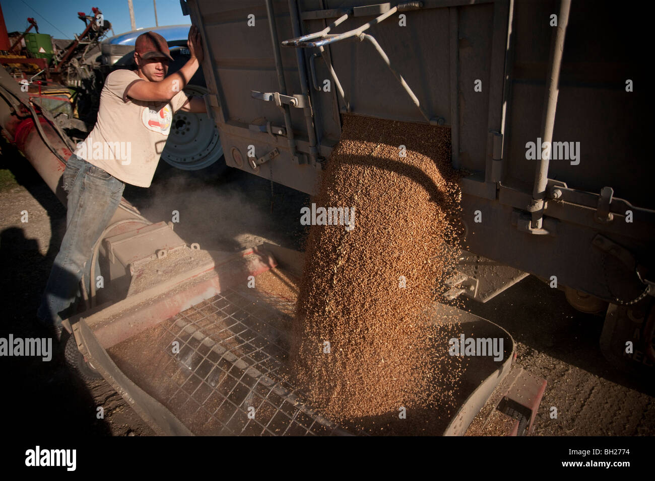 Young Farmer Unloading Grain Truck, Redvers, Saskatchewan, Canada Stock ...