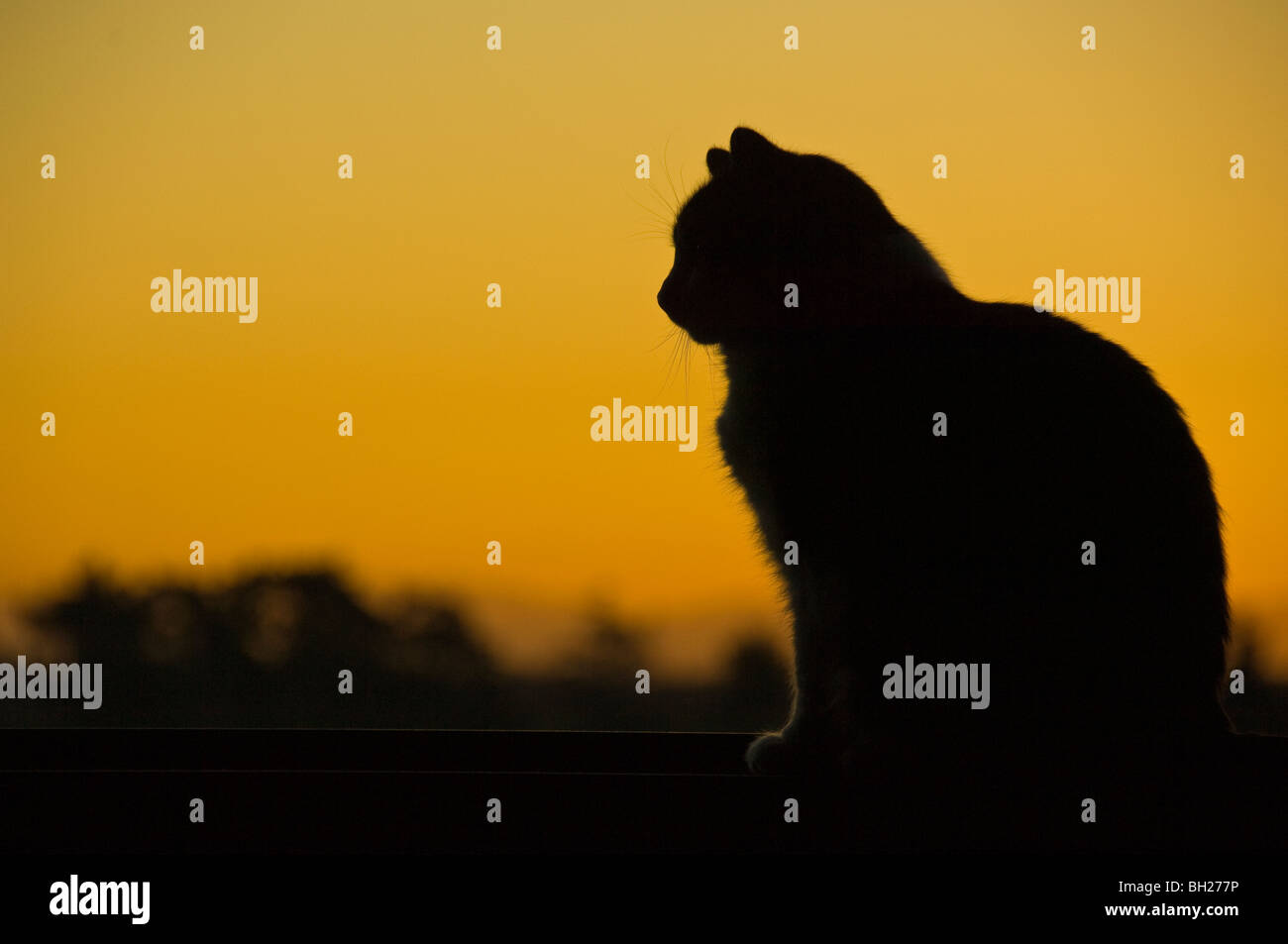 Cat silhouette hi-res stock photography and images - Alamy