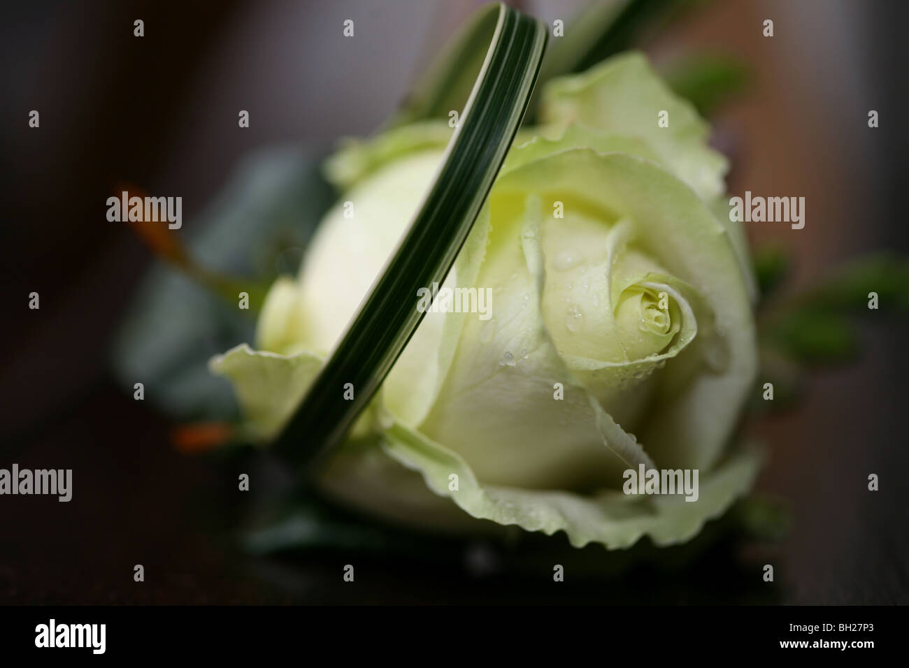 Wedding Buttonhole - Cream rose Stock Photo - Alamy