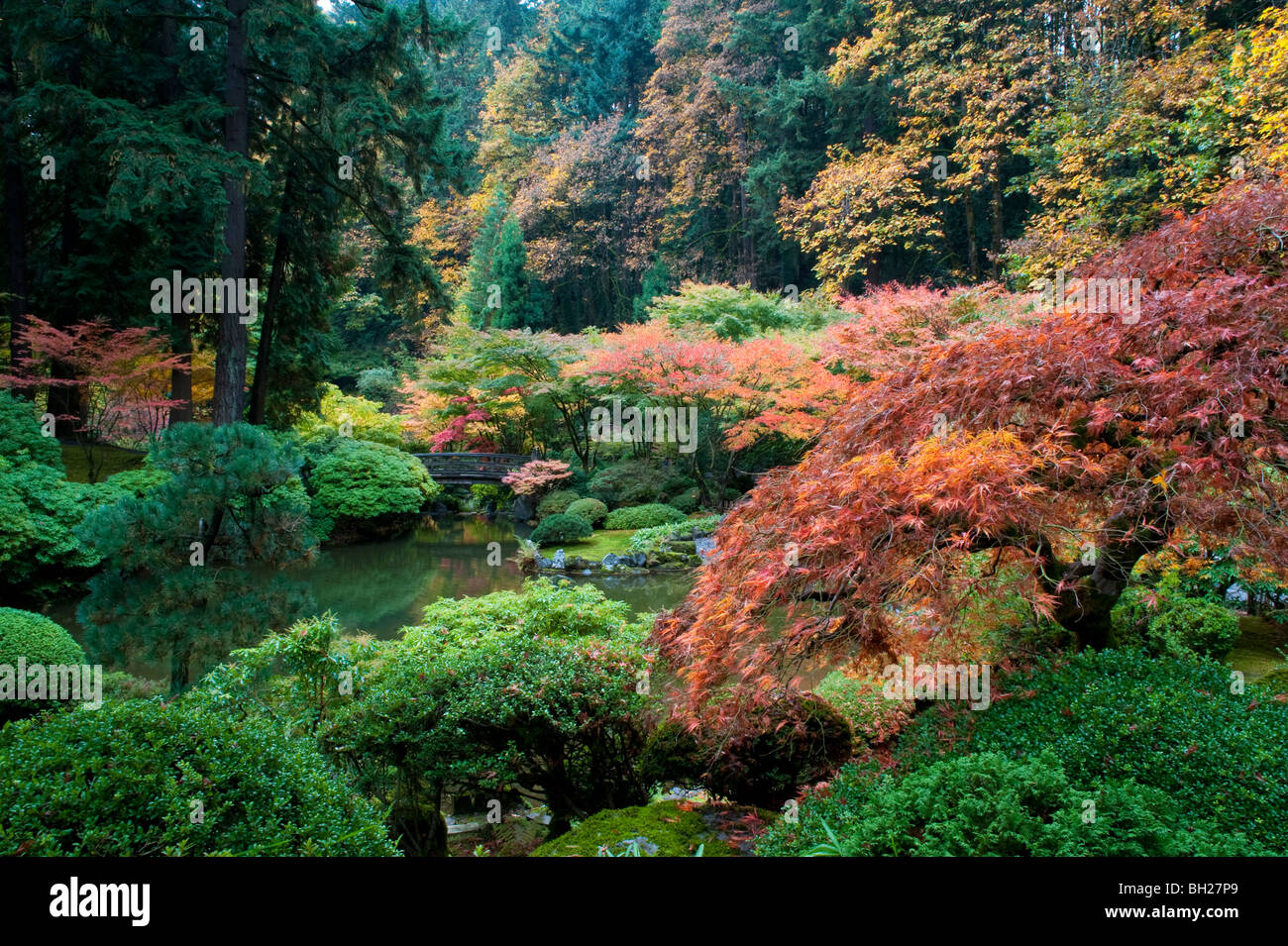 Portland japanese garden tree hi-res stock photography and images - Alamy