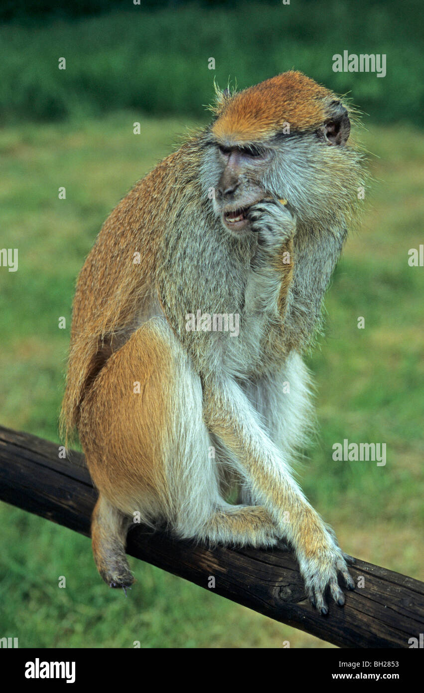 Philippines monkey hi-res stock photography and images - Alamy