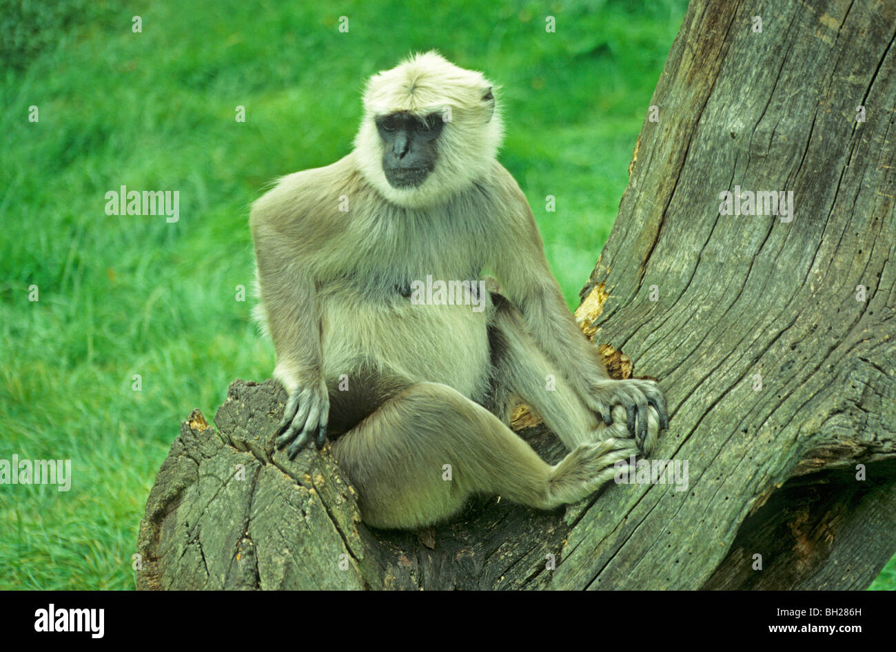 Holy ape hi-res stock photography and images - Alamy
