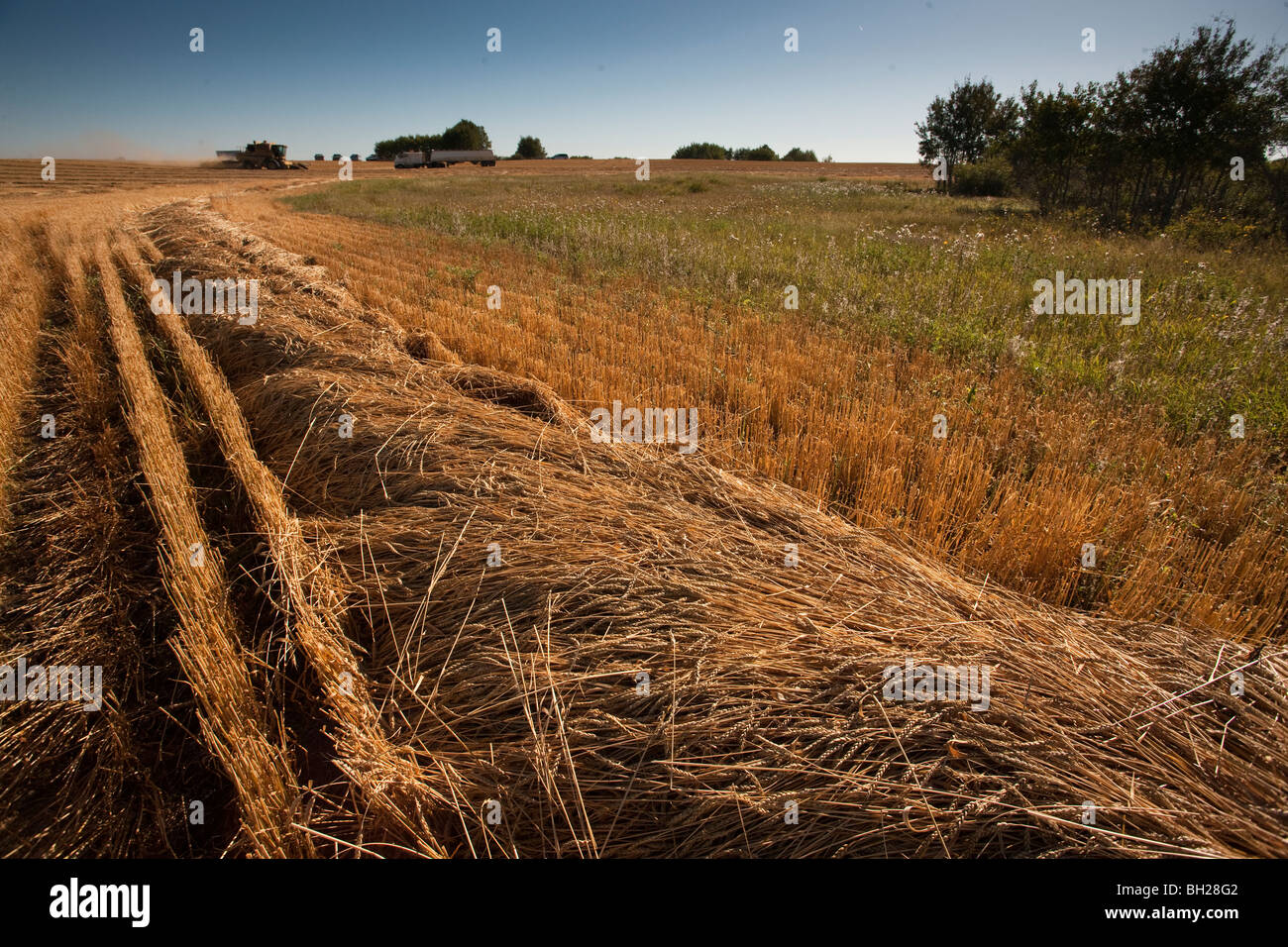Swathed fields hi-res stock photography and images - Alamy