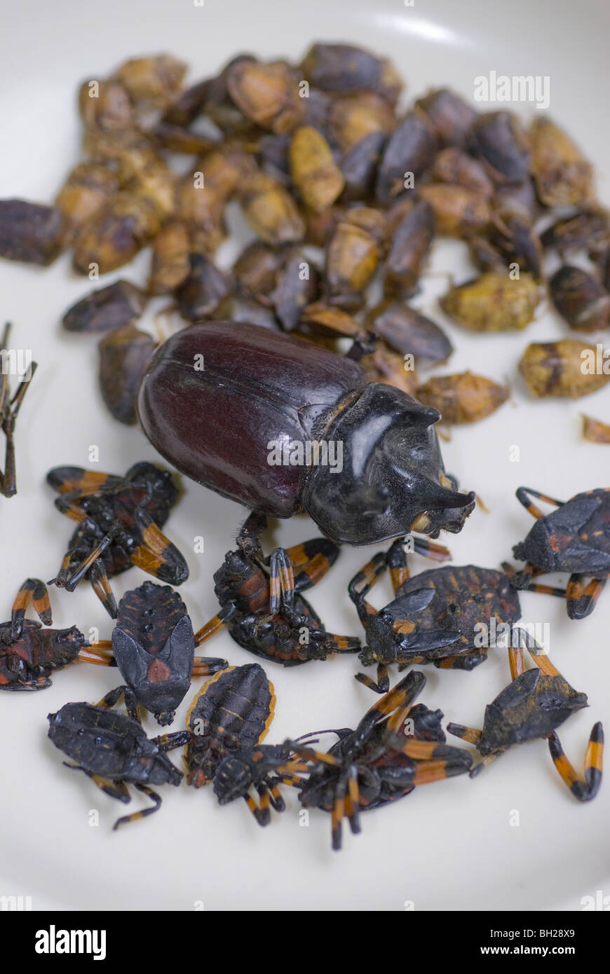 Eat insect mexico hi-res stock photography and images - Alamy