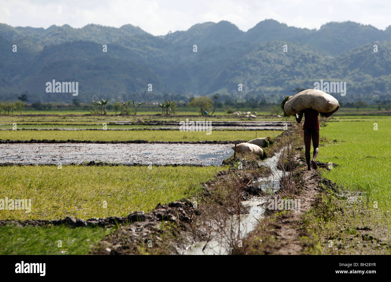 An immigrant Haitian worker carries rice for planting in the rice paddy ...