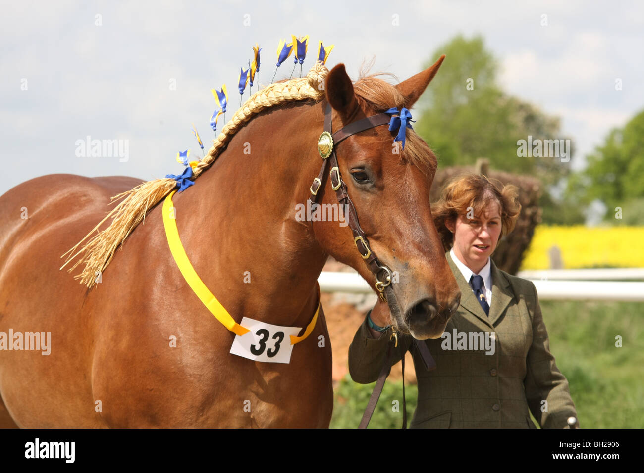 Suffolk Punch mare at South Suffolk Show Stock Photo - Alamy