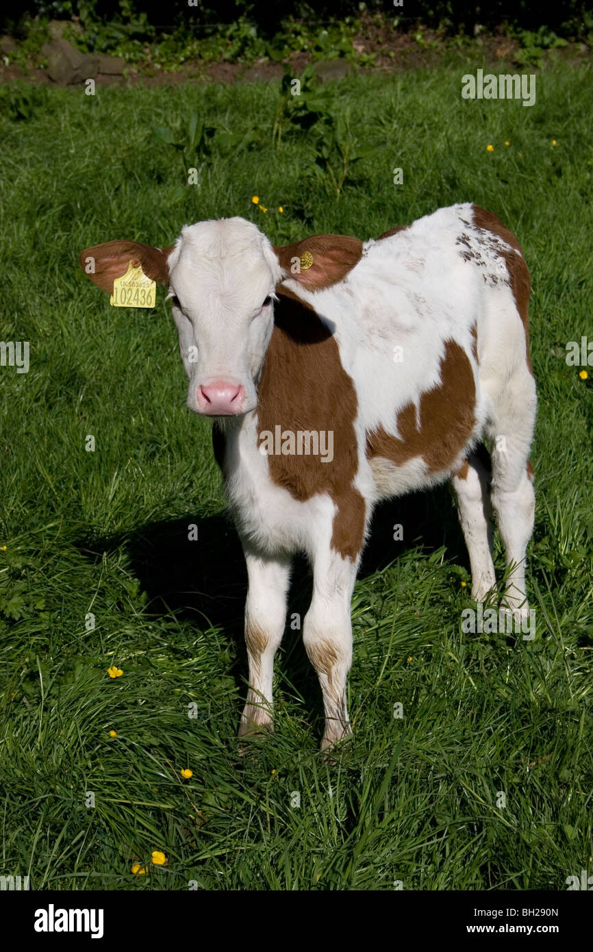 6 cows hi-res stock photography and images - Alamy