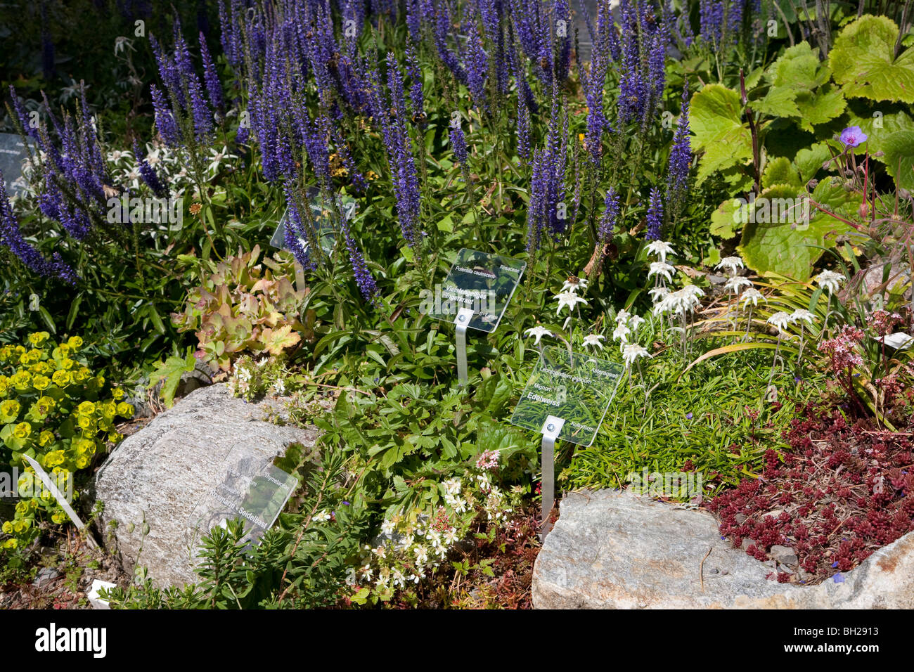 Alpinum hi-res stock photography and images - Alamy