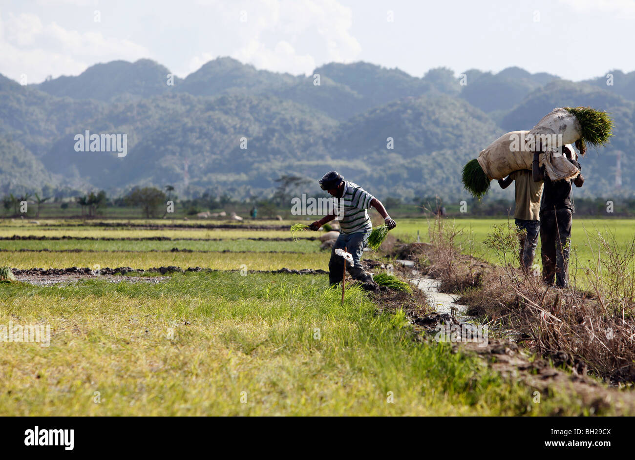 Immigrant Haitian workers carry rice for planting in the rice paddy ...