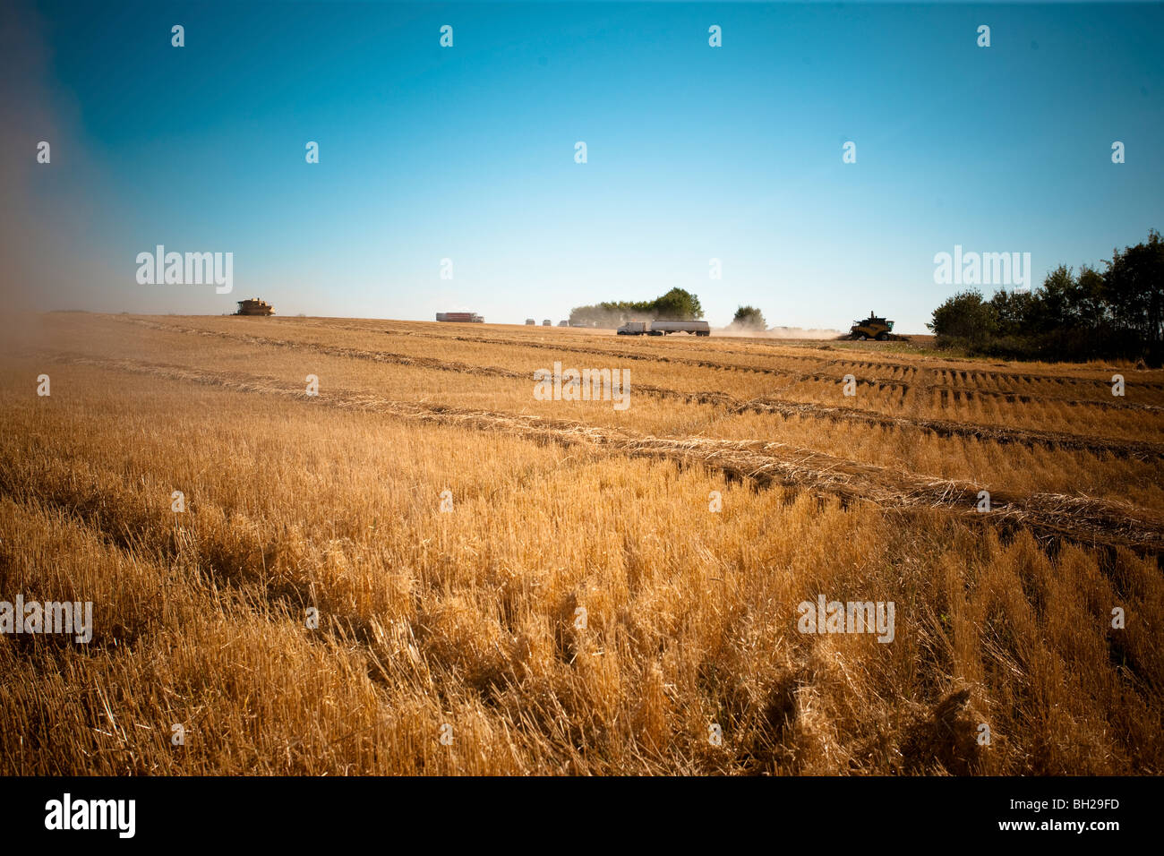 2 Combines And Two Large Grain Trucks Spread Out In Field, Redvers ...