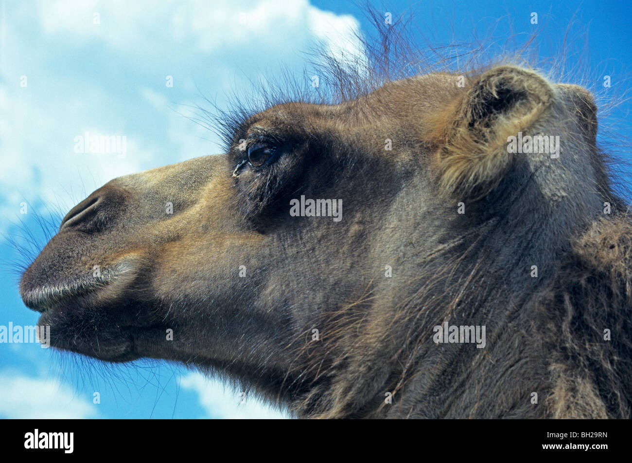 portrait of a camel Stock Photo - Alamy