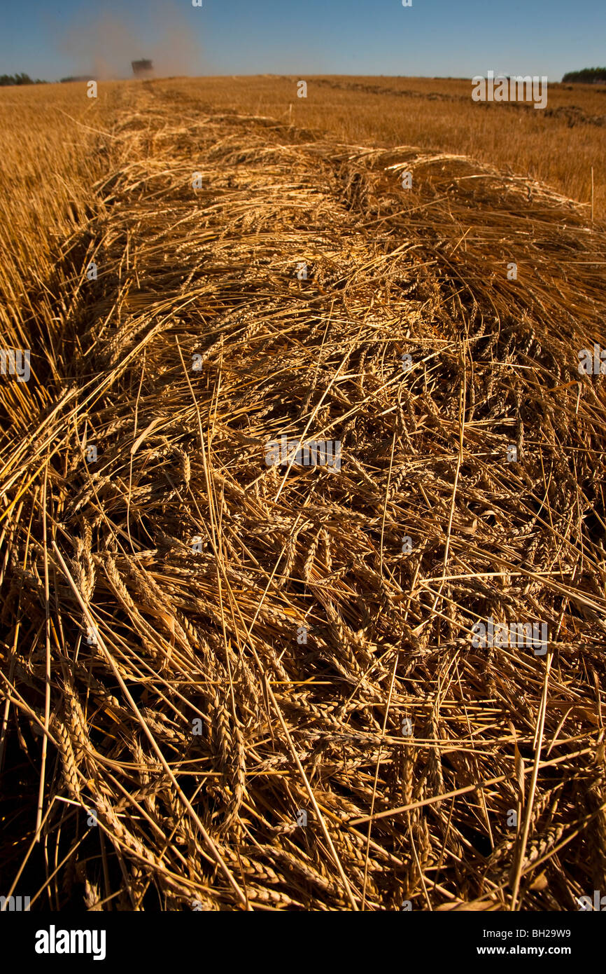 Swathed fields High Resolution Stock Photography and Images - Alamy
