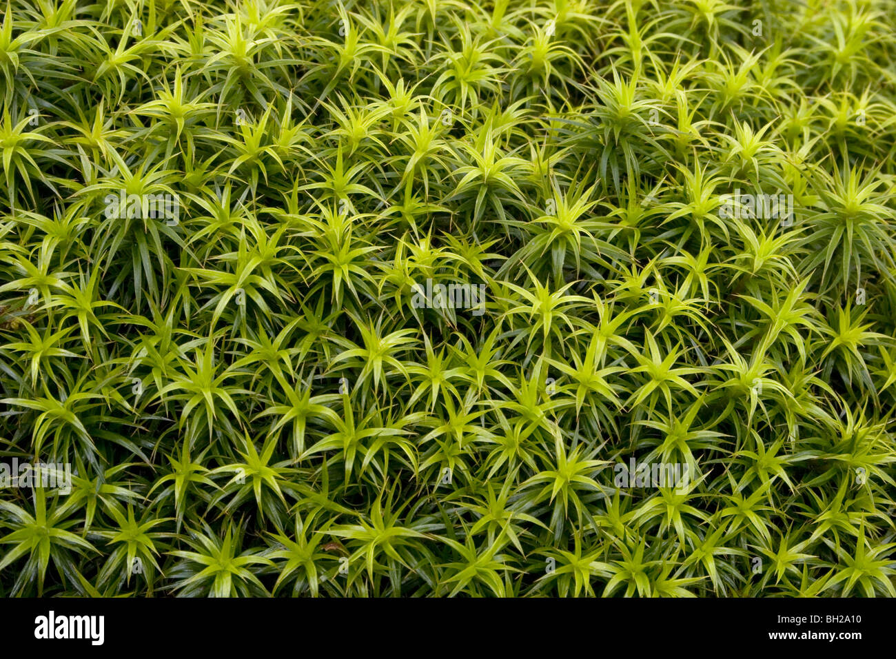 Moss and wildflowers hi-res stock photography and images - Alamy