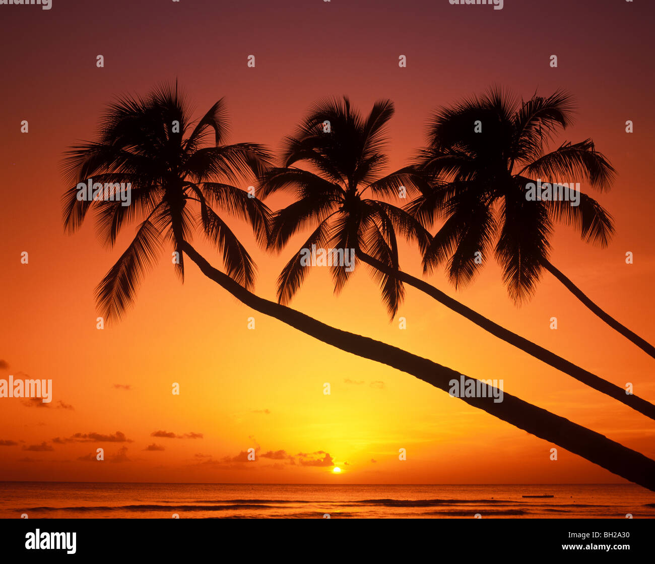 sunset at a tropical beach Stock Photo - Alamy