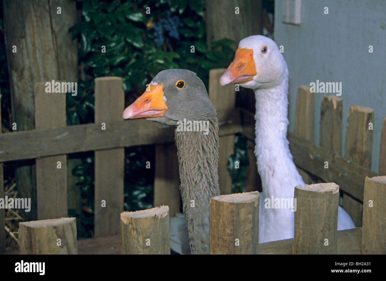 two geese in a cage Stock Photo - Alamy