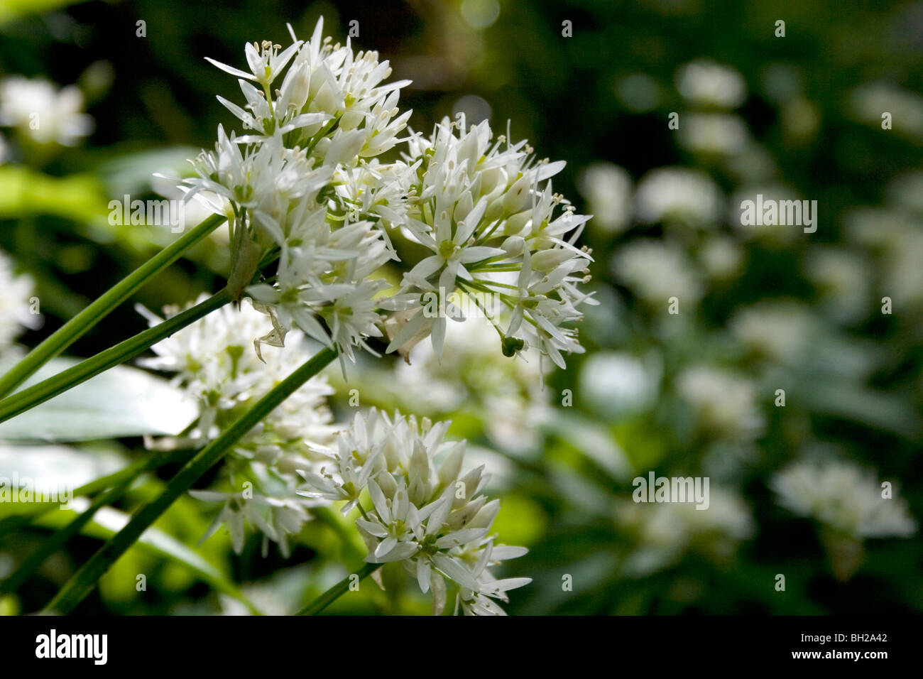 Ramsons allium ursinum flowering mass hi-res stock photography and ...