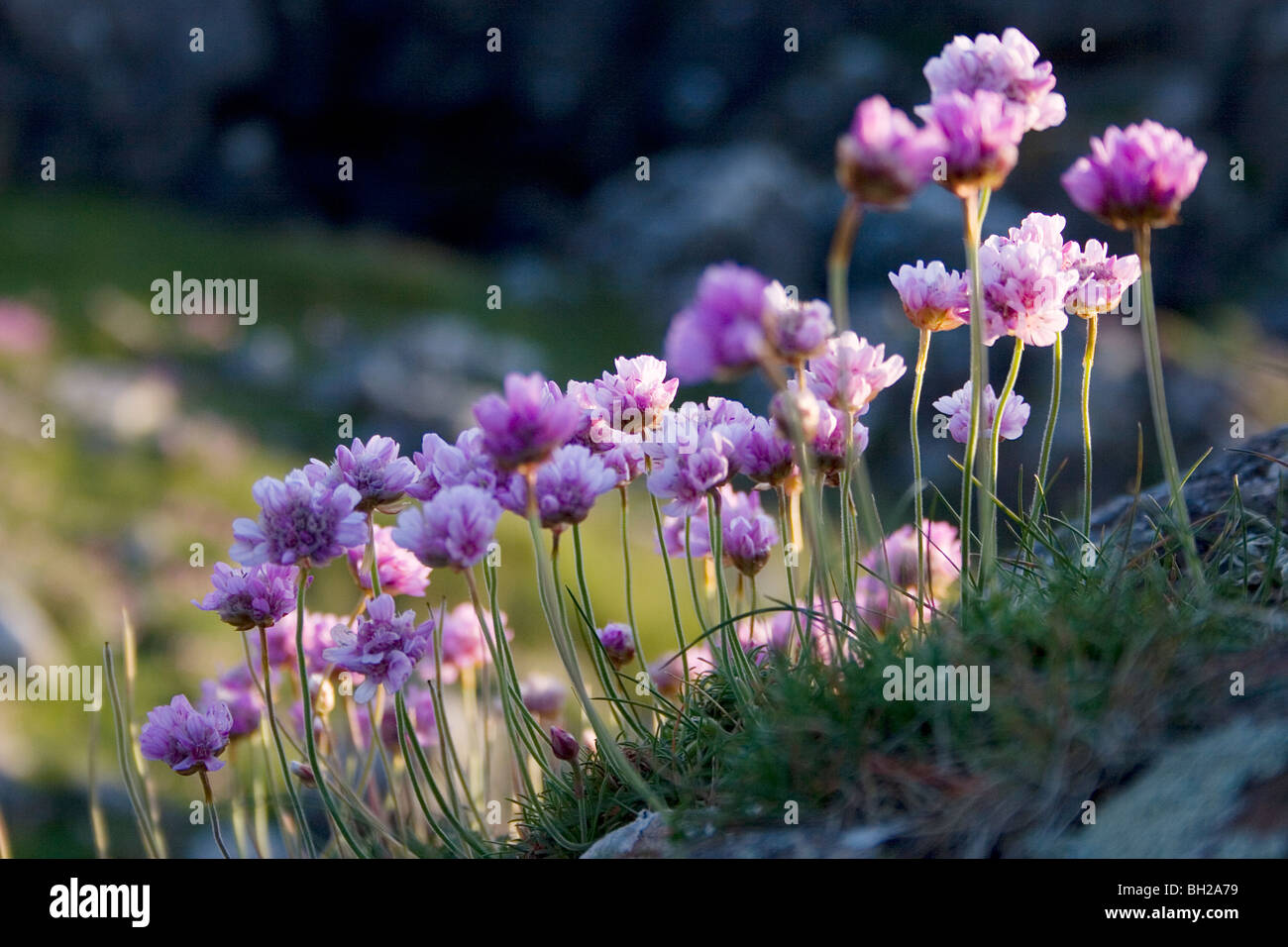 Gallow hi-res stock photography and images - Alamy