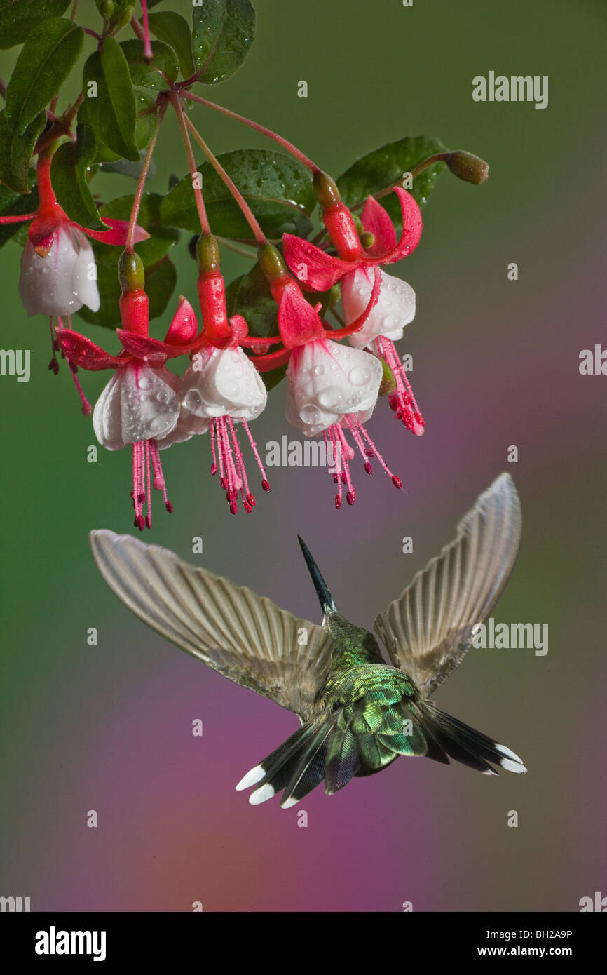 Female Ruby throated Hummingbird in flight Stock Photo - Alamy
