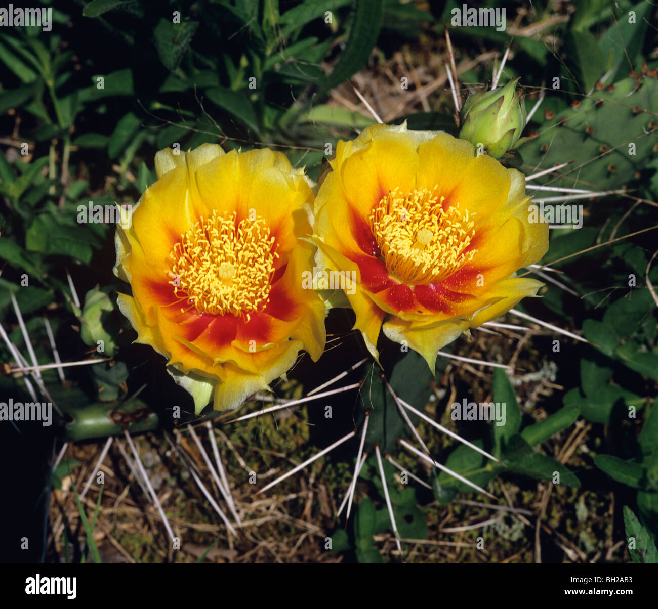 Prickly Pear cactus in bloom, Long Hunter State Park Nashville TN Stock ...