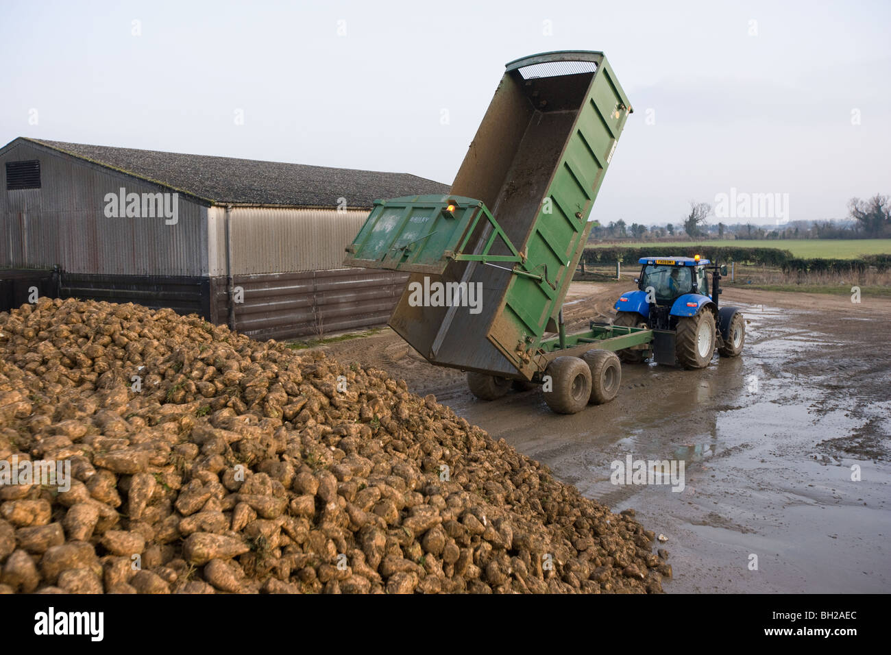 Tractor and trailer tipping sugar beet into a heap in a farmyard Stock ...