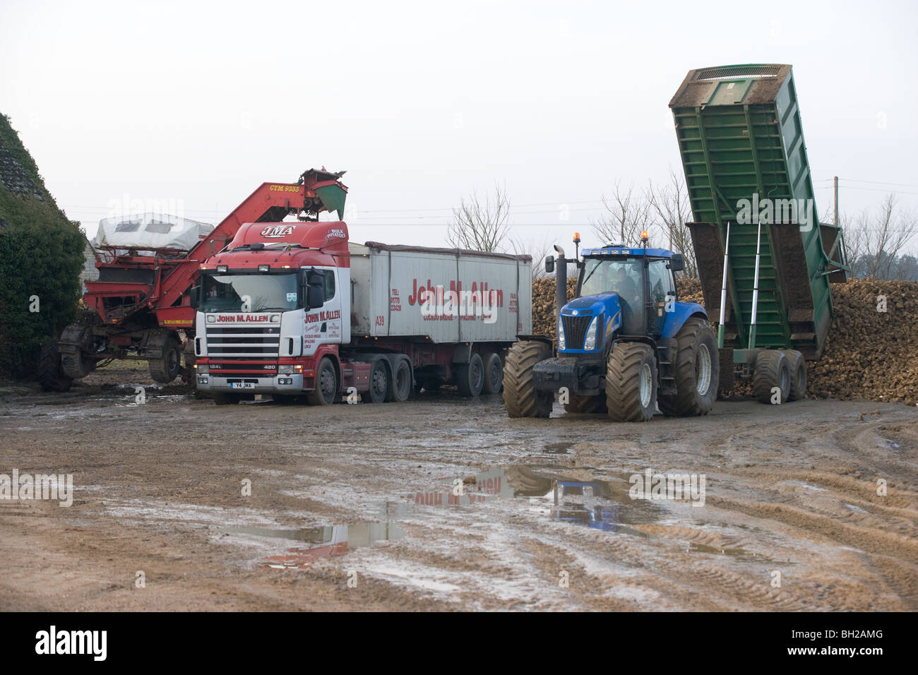 Tractor and trailer tipping sugar beet into a heap in a farmyard while ...