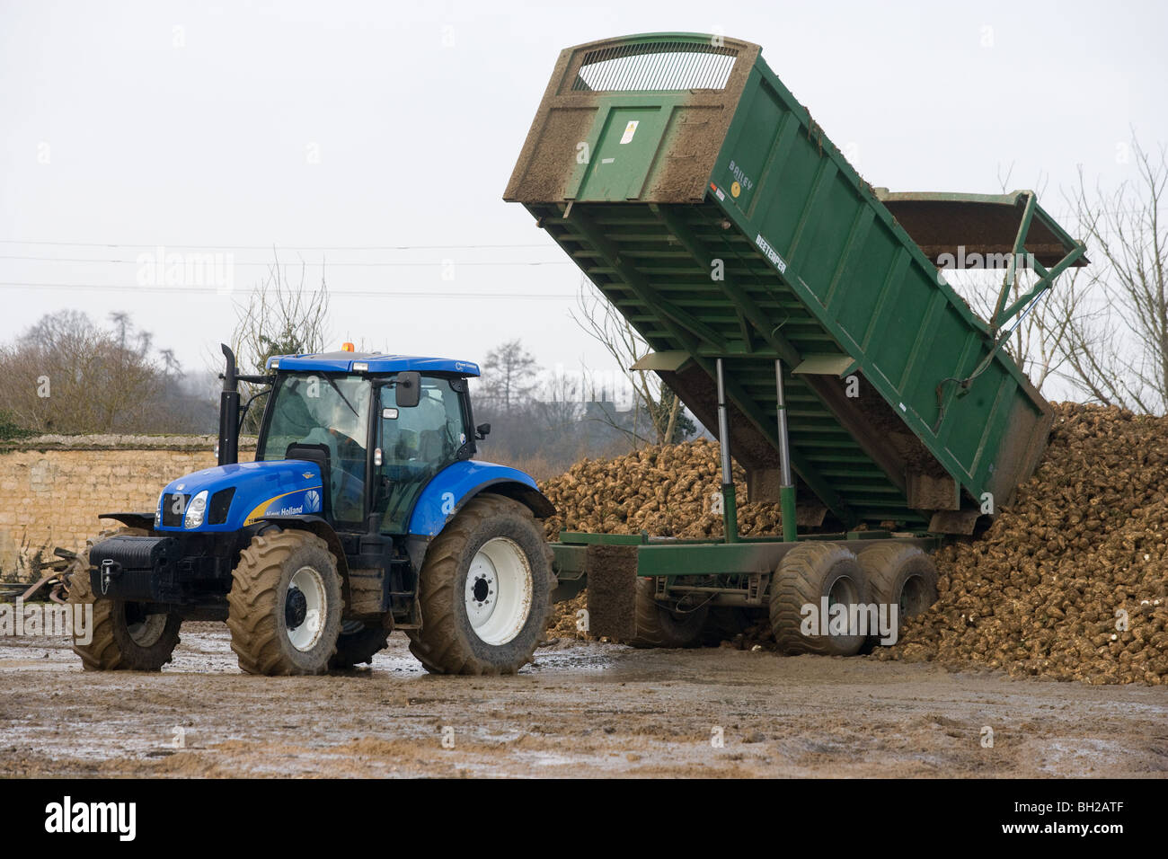 Tractor and trailer tipping sugar beet into a heap in a farmyard Stock ...