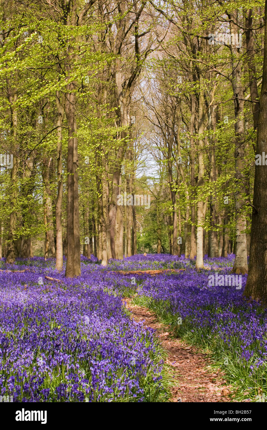 Pathway through Bluebell Woods Stock Photo - Alamy