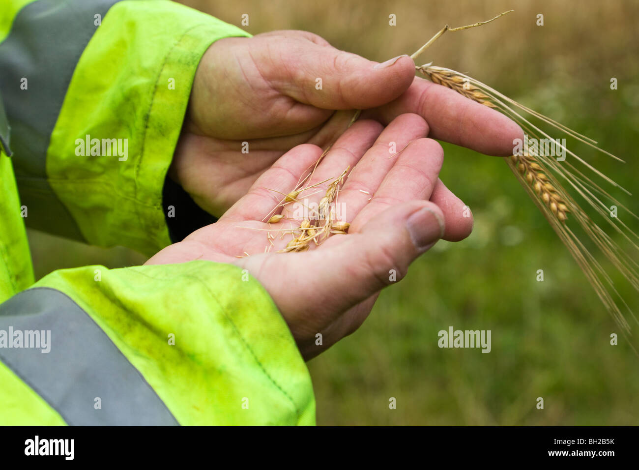 Examining barley seeds. Cereal crop. Borders of Hampshire and Dorset ...