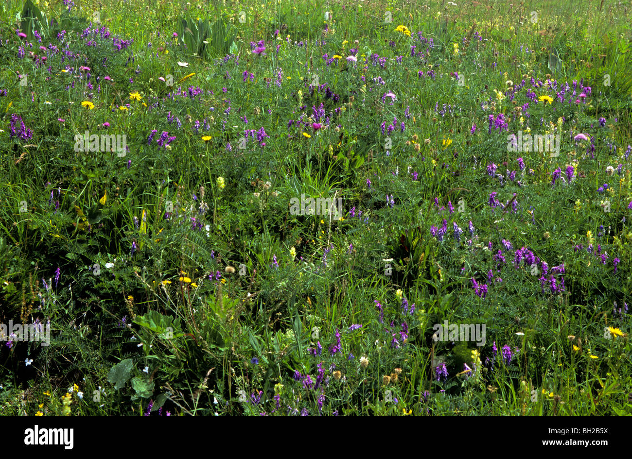 Alpine flowers in meadow near Gap, France Stock Photo - Alamy
