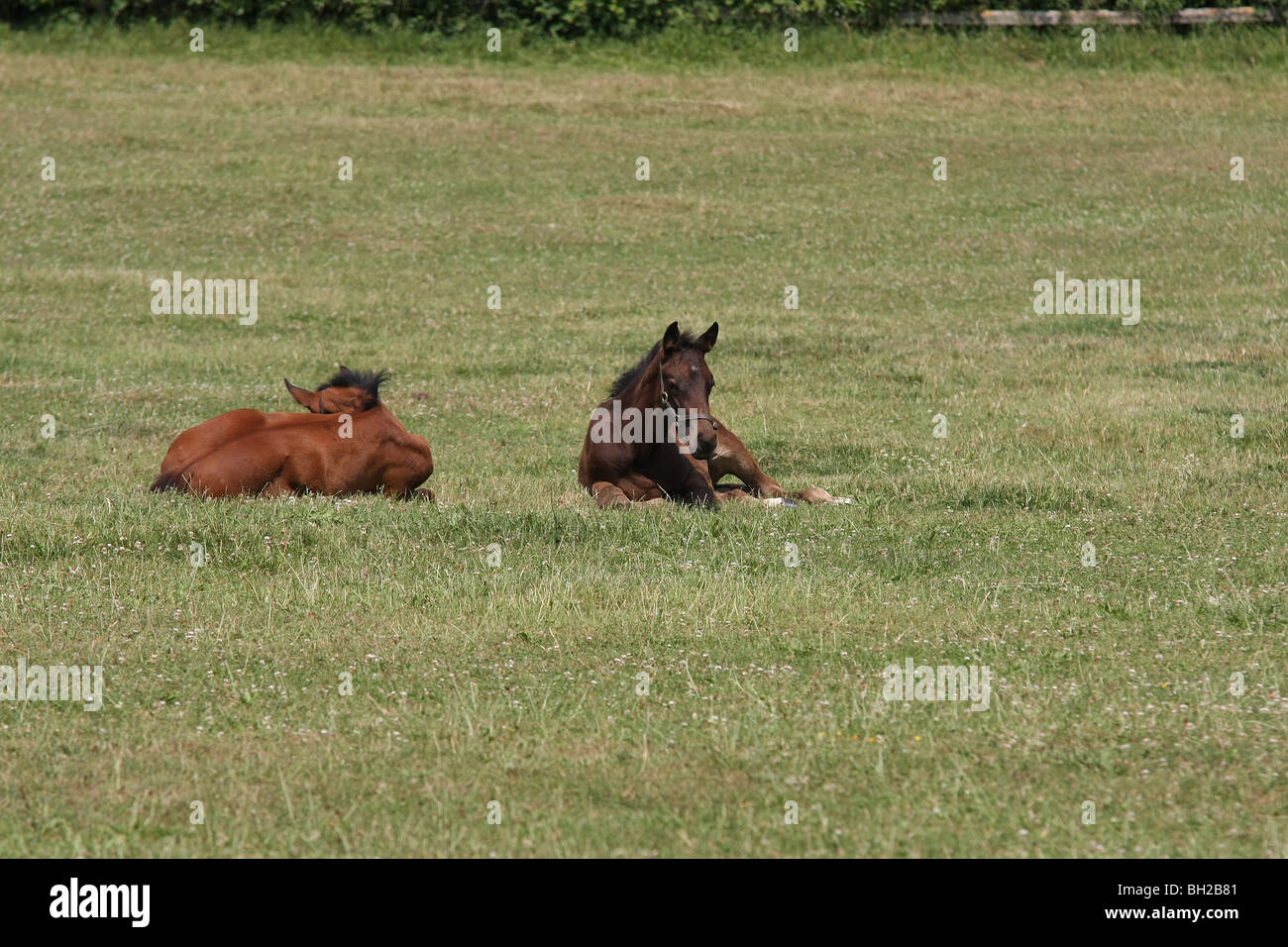Thoroughbred foals dozing Stock Photo - Alamy