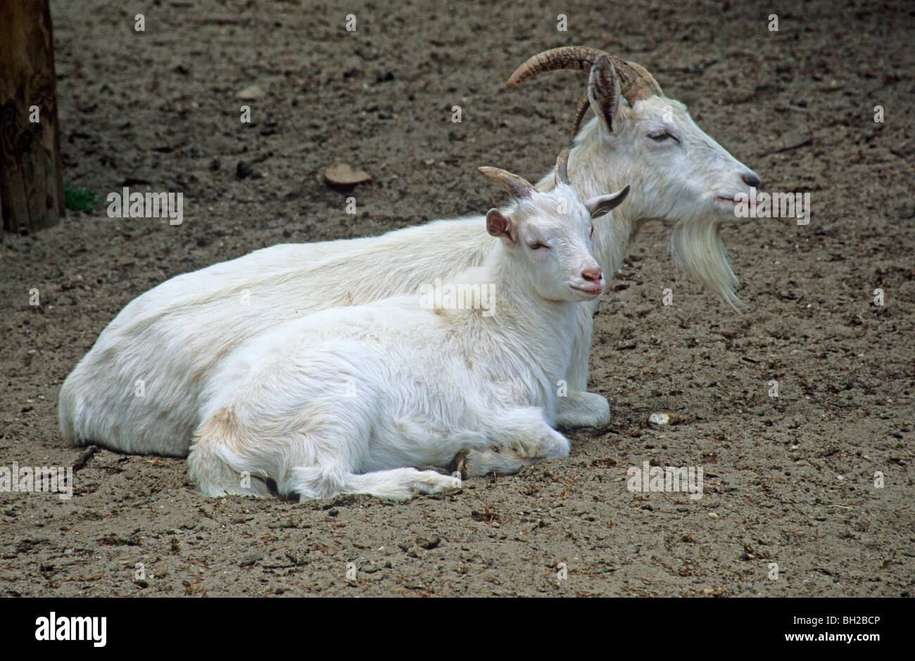 Goats mother child cub hi-res stock photography and images - Alamy