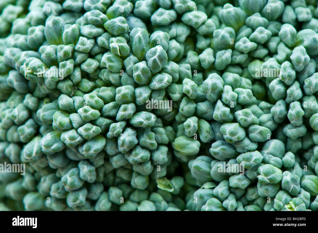 Close up of a broccoli floret Stock Photo - Alamy