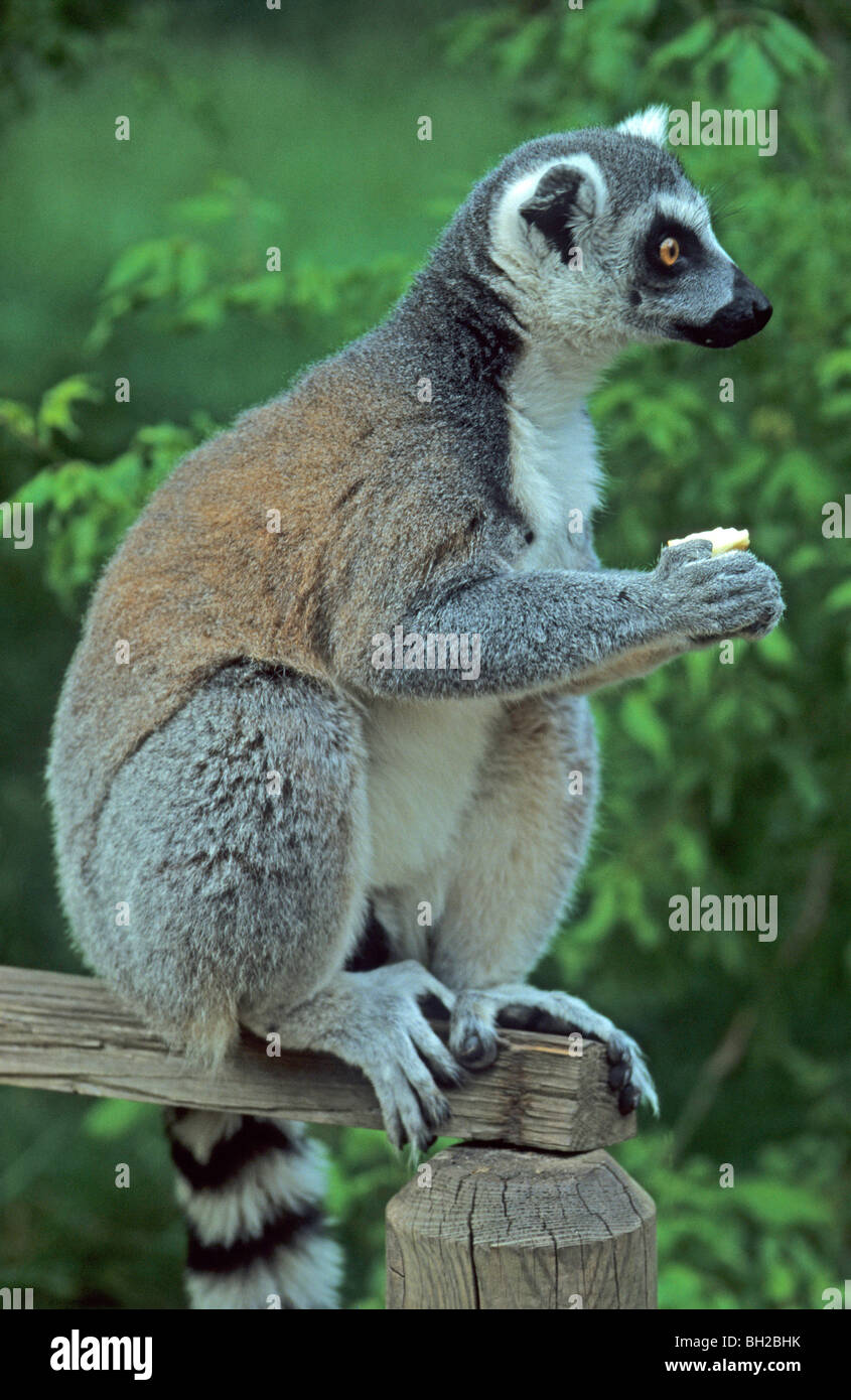 Lemur feet hi-res stock photography and images - Alamy