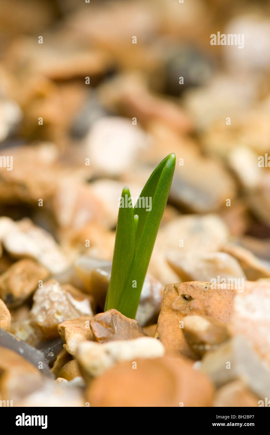 Galantus (snowdrop) shoot poking through flint gravel in the winter ...