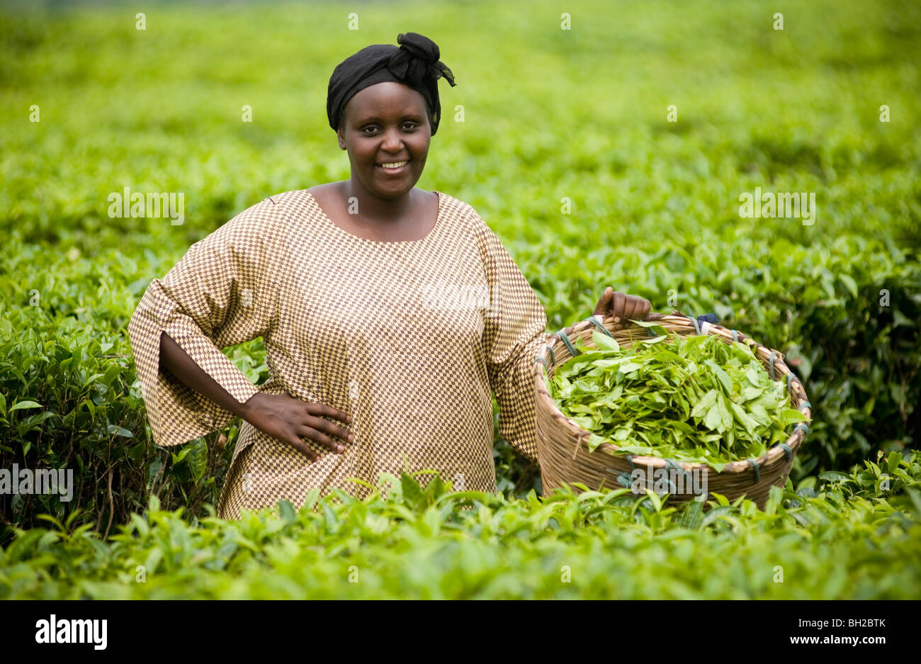 Fairtrade tea farmers in Uganda Stock Photo - Alamy