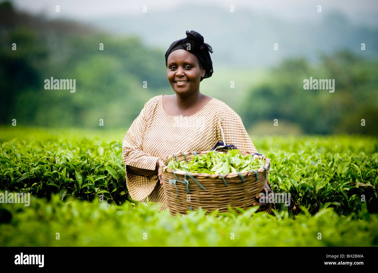 Fairtrade tea farmers in Uganda Stock Photo - Alamy