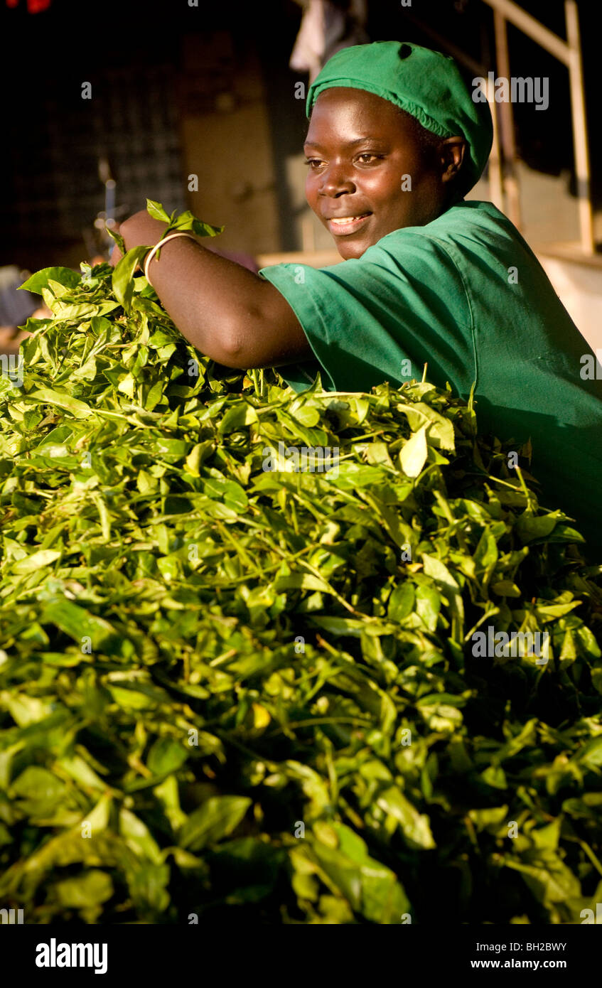 Fairtrade tea farmers in Uganda Stock Photo - Alamy