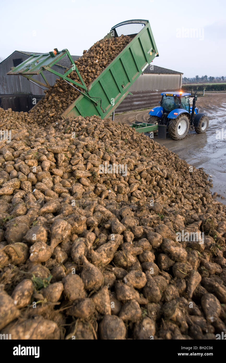 Tractor and trailer tipping sugar beet into a heap in a farmyard Stock ...