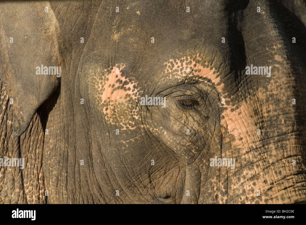 Indian asian elephant hi-res stock photography and images - Alamy
