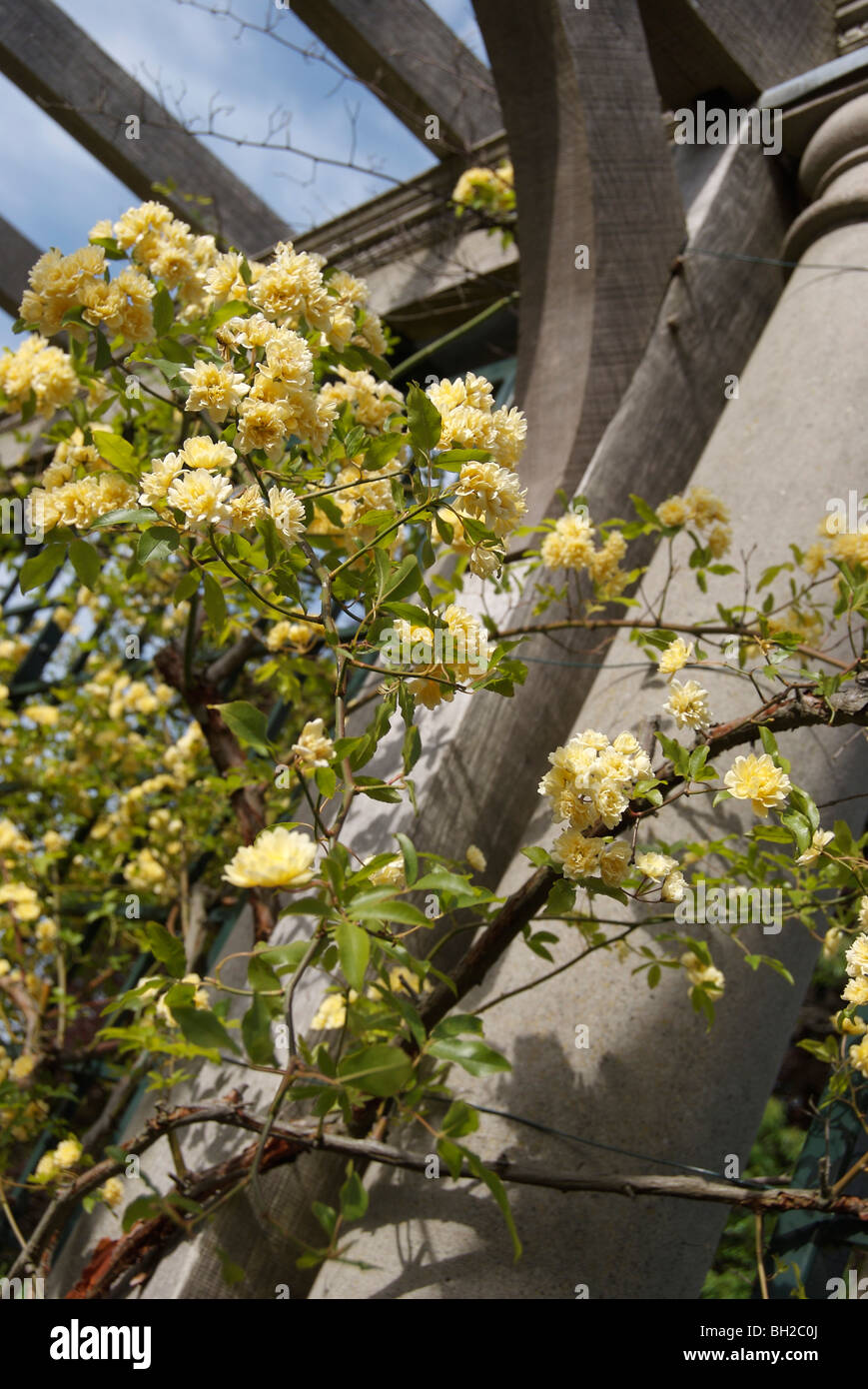 Flower pergola hi-res stock photography and images - Alamy